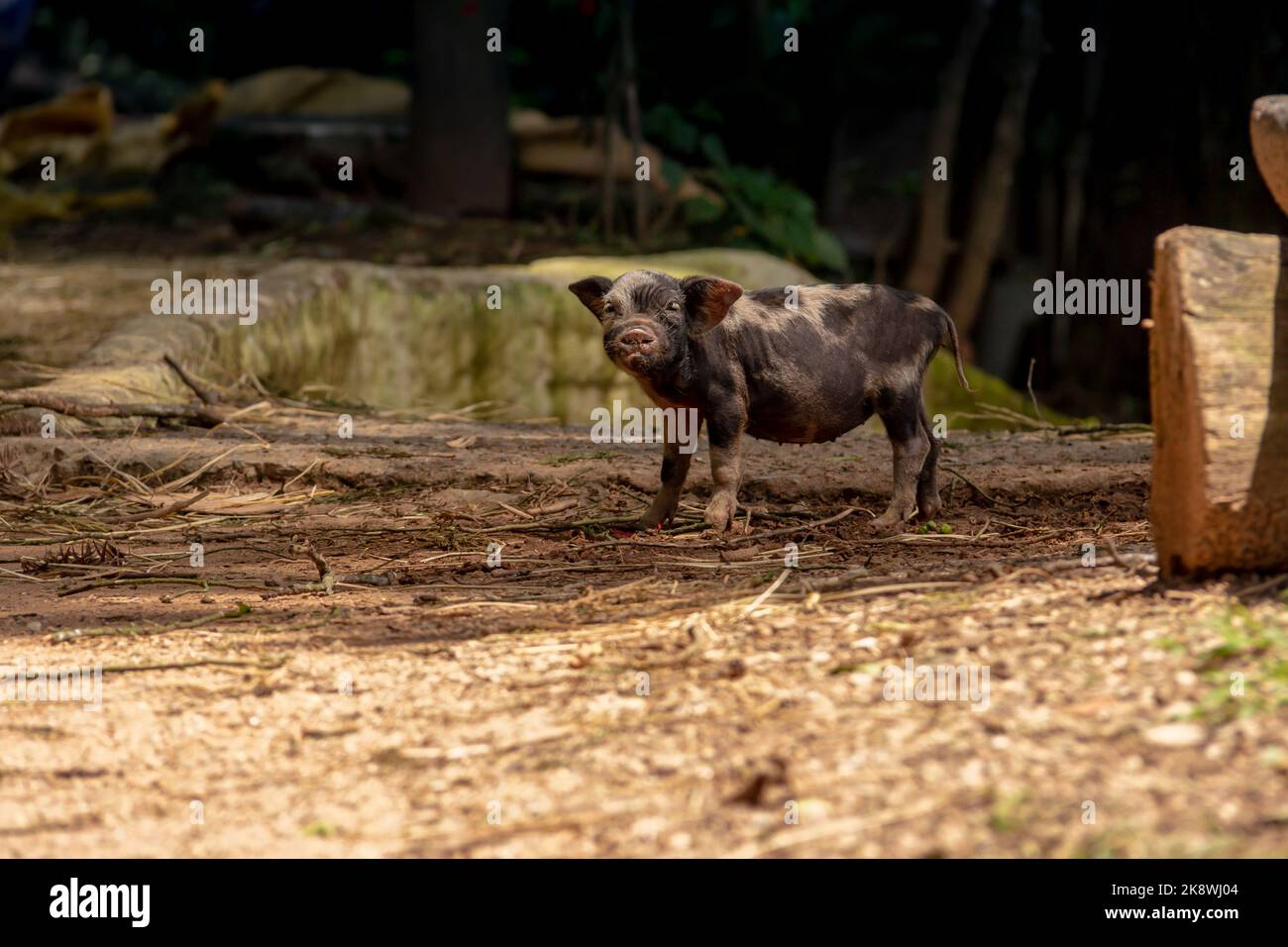Little pig looking scared Stock Photo - Alamy