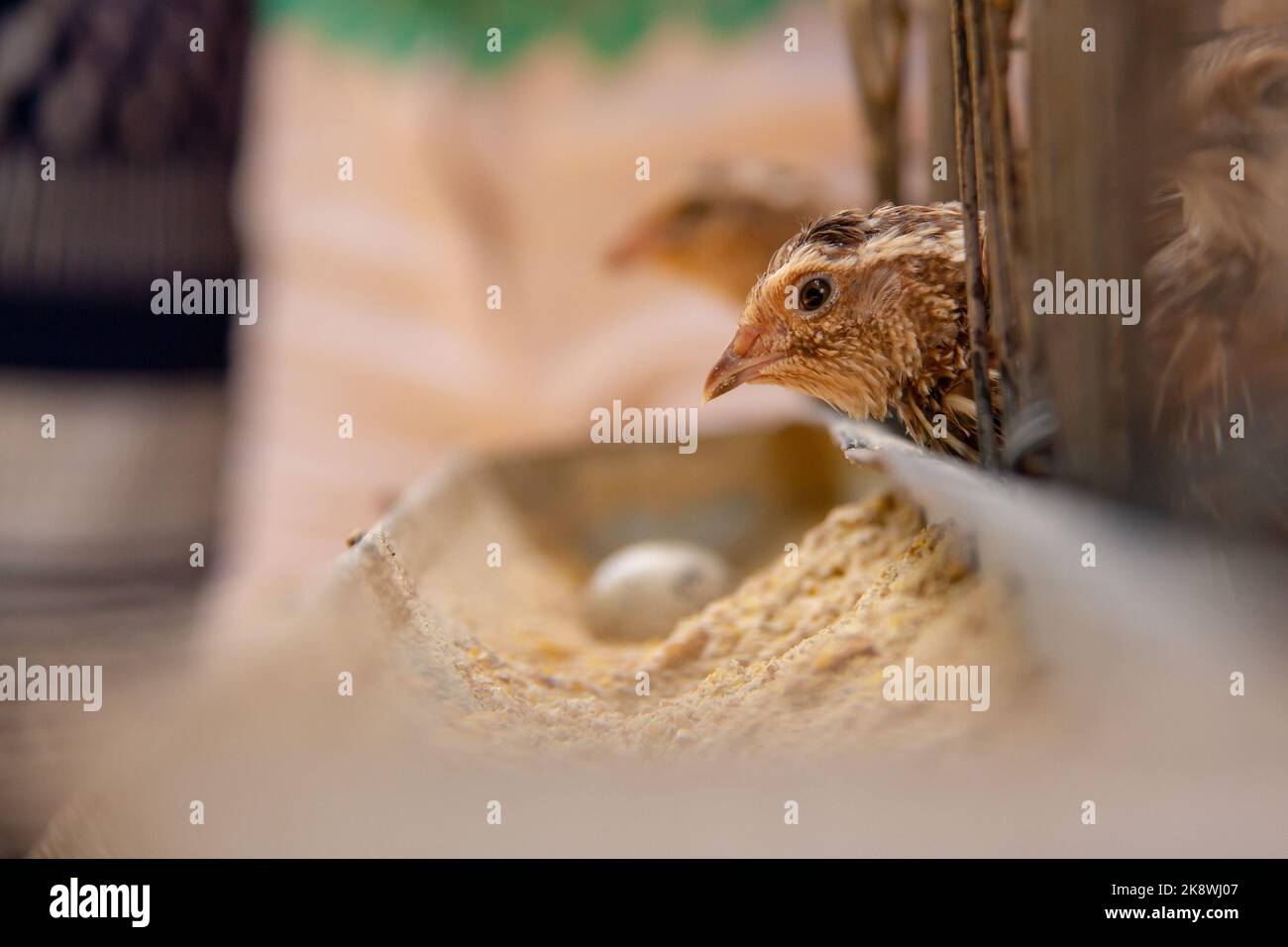 Small bird eating and putting egg Stock Photo - Alamy