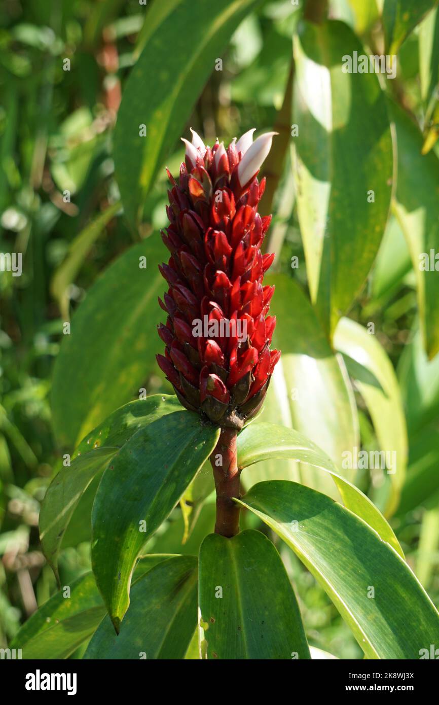Cheilocostus speciosus (Also called crepe ginger, Costaceae, Hellenia ...
