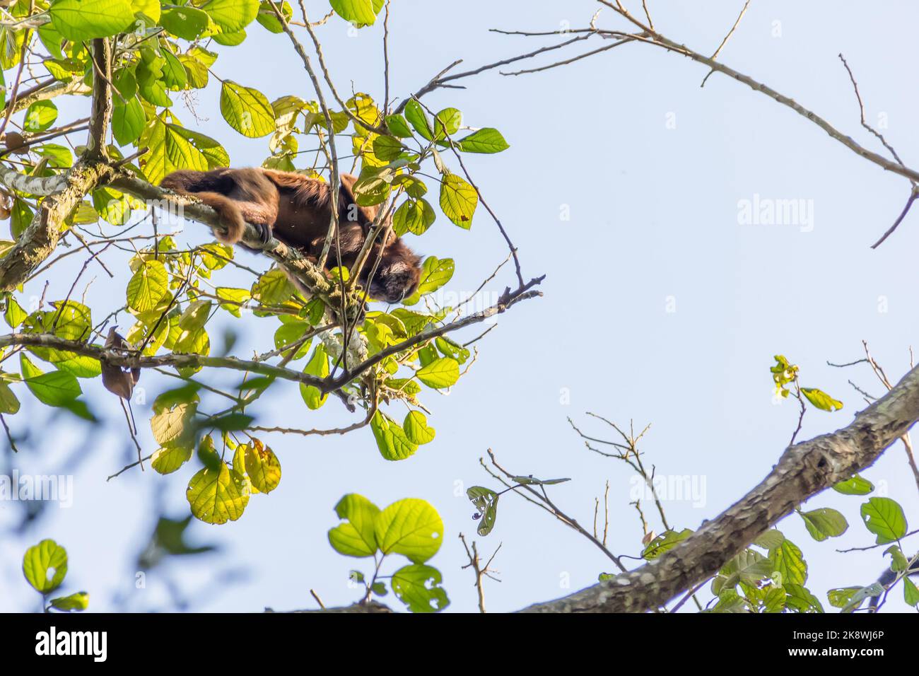 Monkey on top hi-res stock photography and images - Alamy