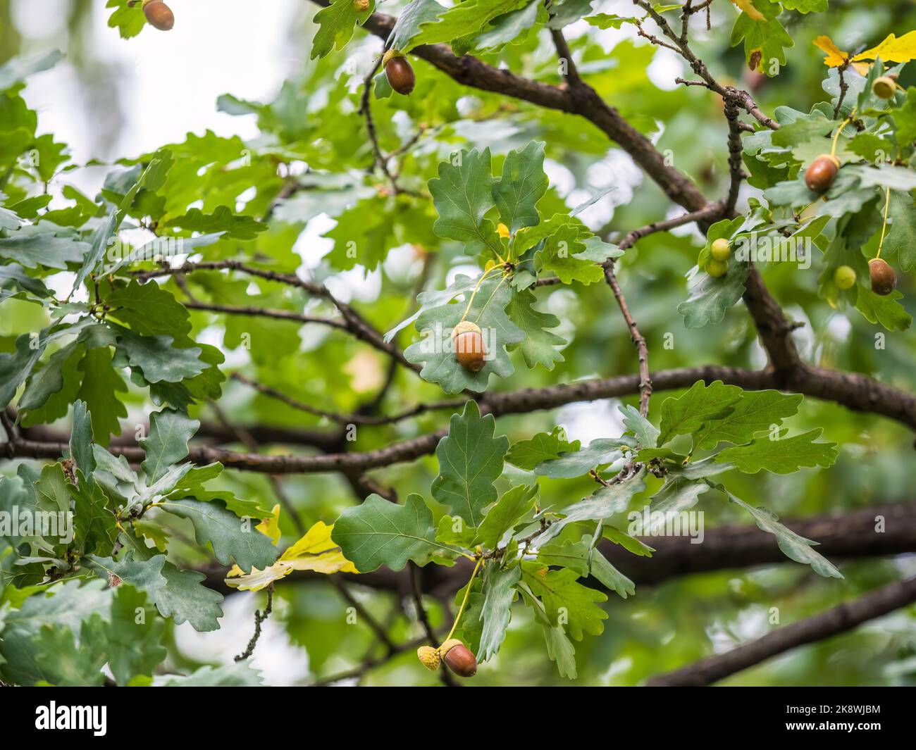 Brown acorns on an oak tree branch in a forest. Closeup oak fruits and ...