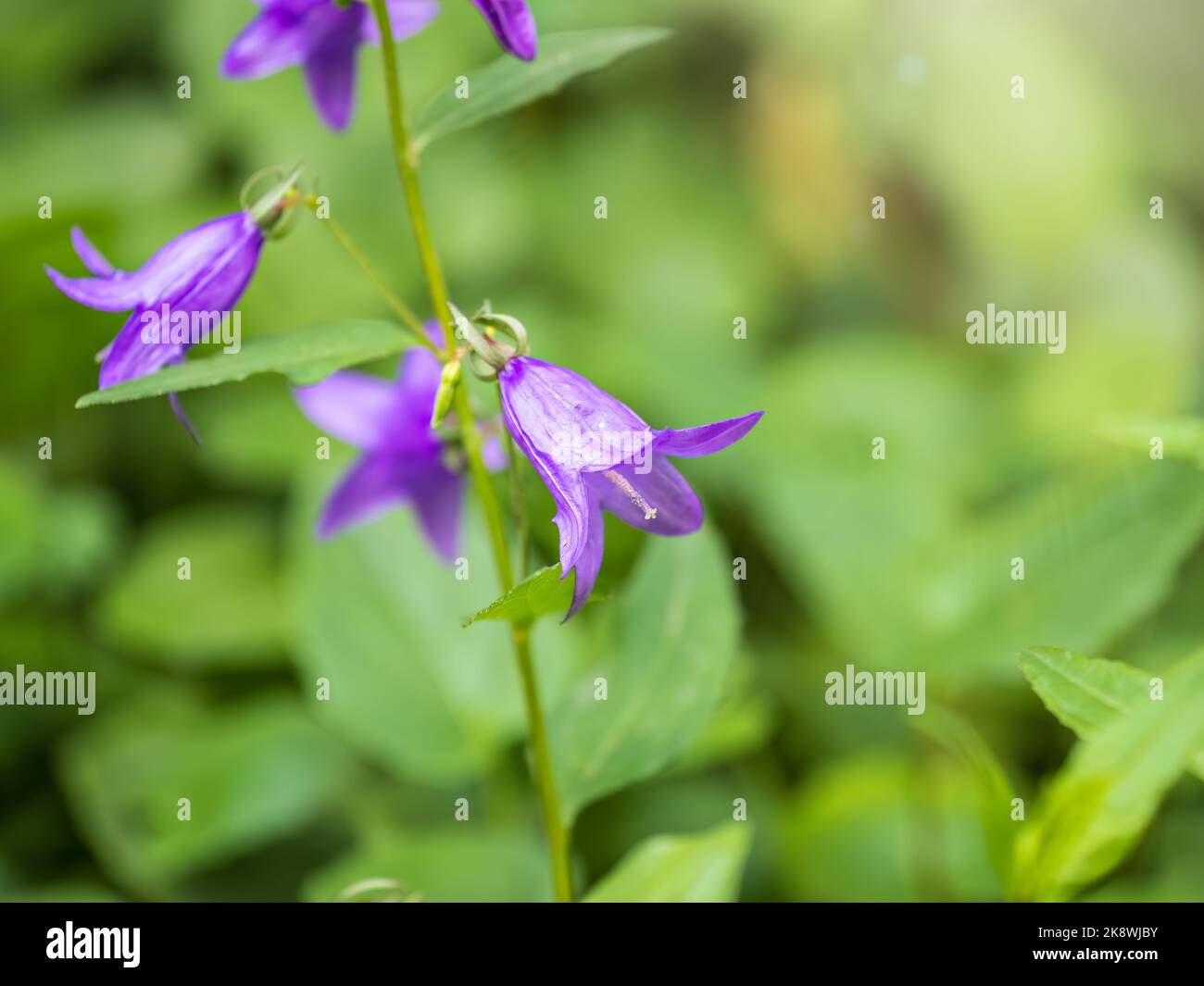 Campanula rapunculoides, creeping bellflower, or rampion bellflower, is ...
