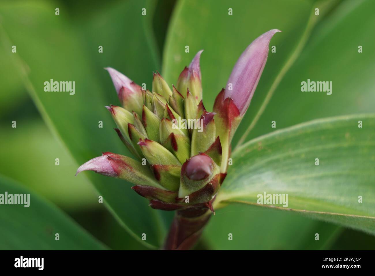 Cheilocostus speciosus (Also called crepe ginger, Costaceae, Hellenia ...