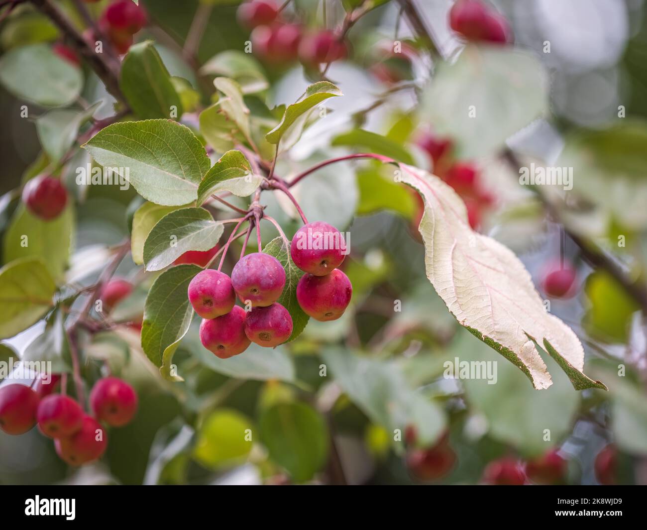 Bright red small wild apples among the yellow leaves in autumn. A bunch ...