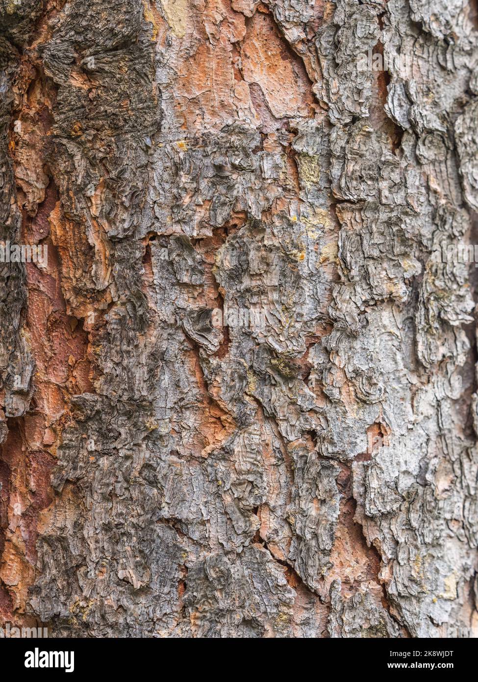 Bark texture and background of a old fir tree trunk. Detailed bark ...