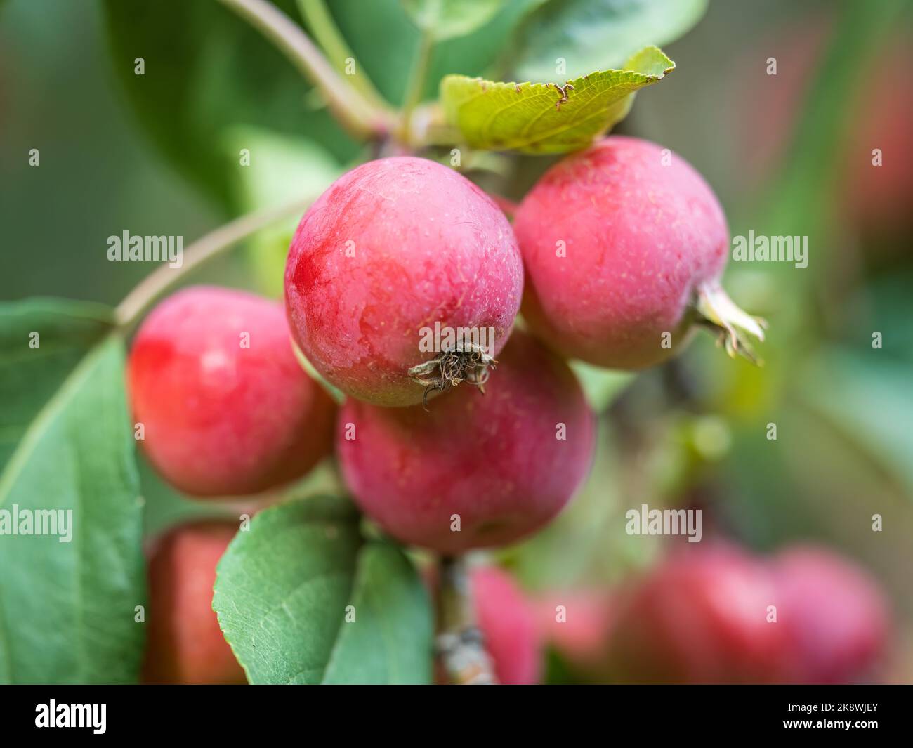 Bright red small wild apples among the yellow leaves in autumn. A bunch ...