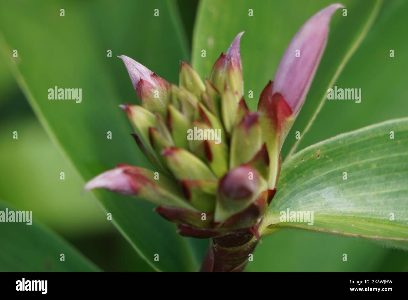 Cheilocostus speciosus (Also called crepe ginger, Costaceae, Hellenia ...