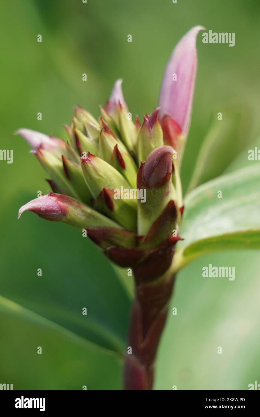 Cheilocostus speciosus (Also called crepe ginger, Costaceae, Hellenia ...