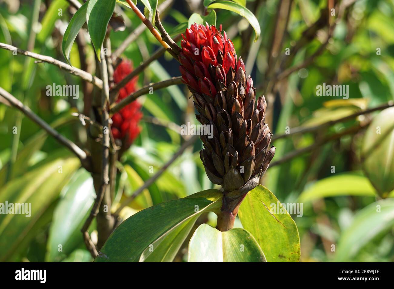 Cheilocostus speciosus (Also called crepe ginger, Costaceae, Hellenia ...