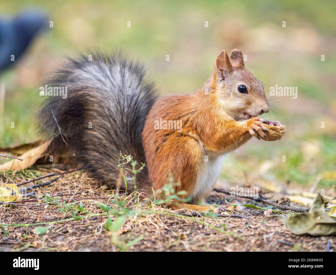 Squirrel with nut sits on green grass with fallen yellow leaves in ...