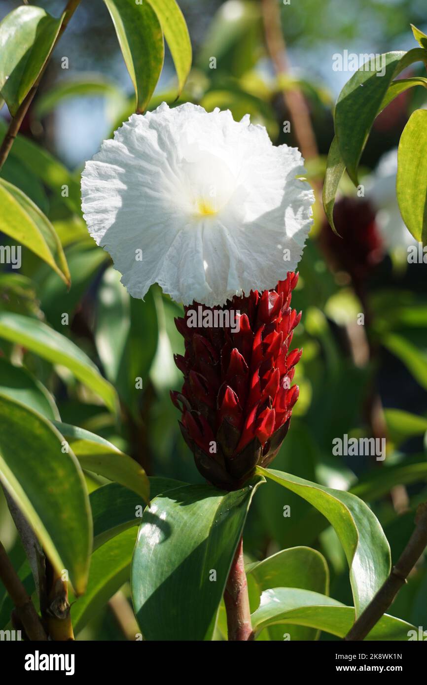 Cheilocostus speciosus (Also called crepe ginger, Costaceae, Hellenia ...