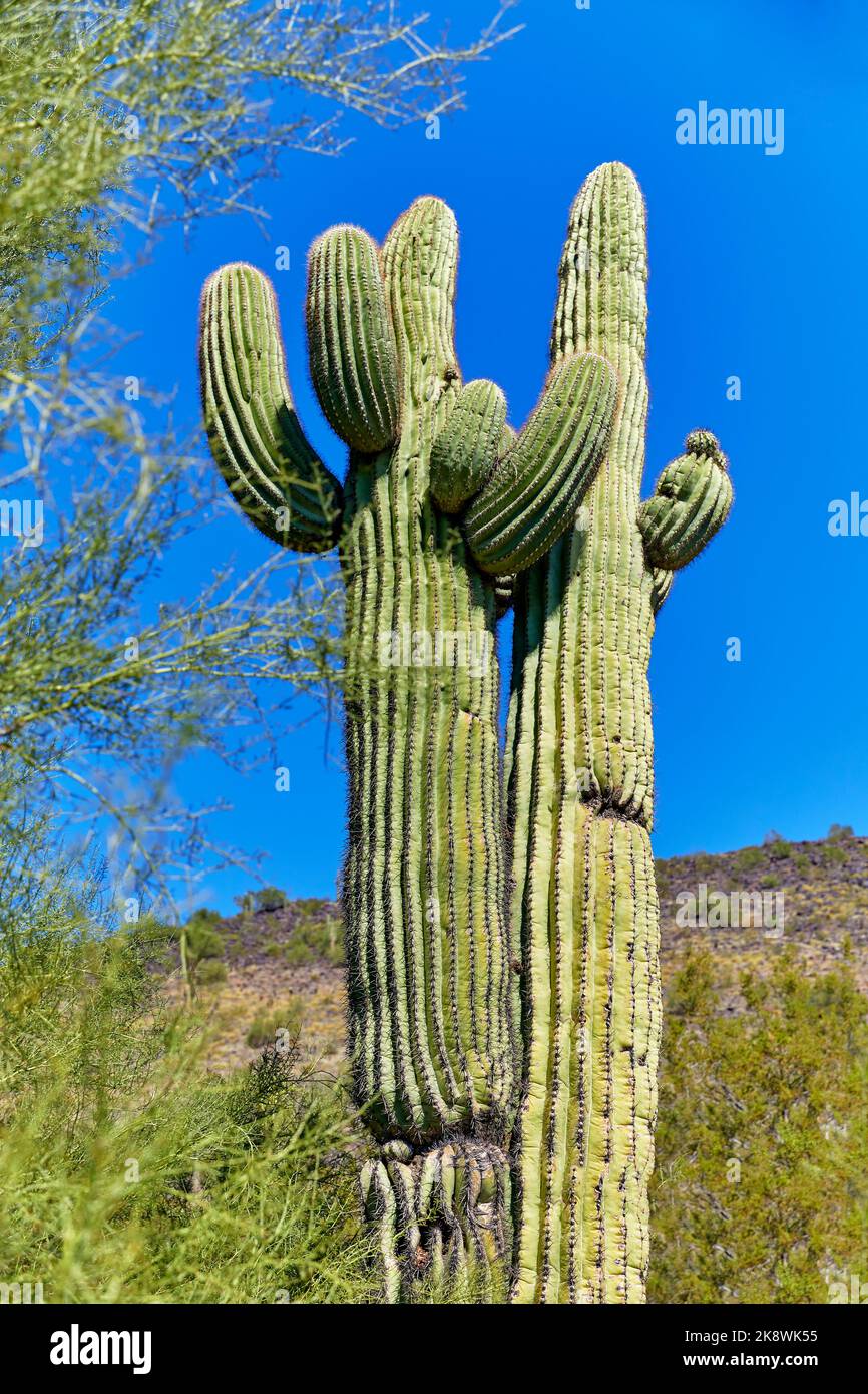 Saguaro Cactus in it's natural desert environment Stock Photo - Alamy