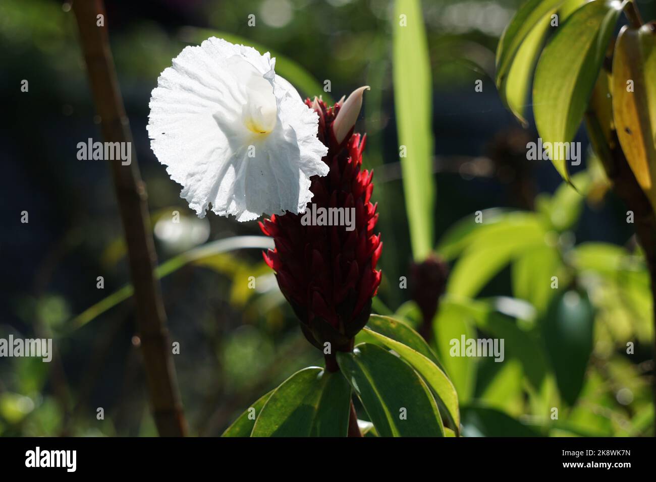 Cheilocostus speciosus (Also called crepe ginger, Costaceae, Hellenia ...