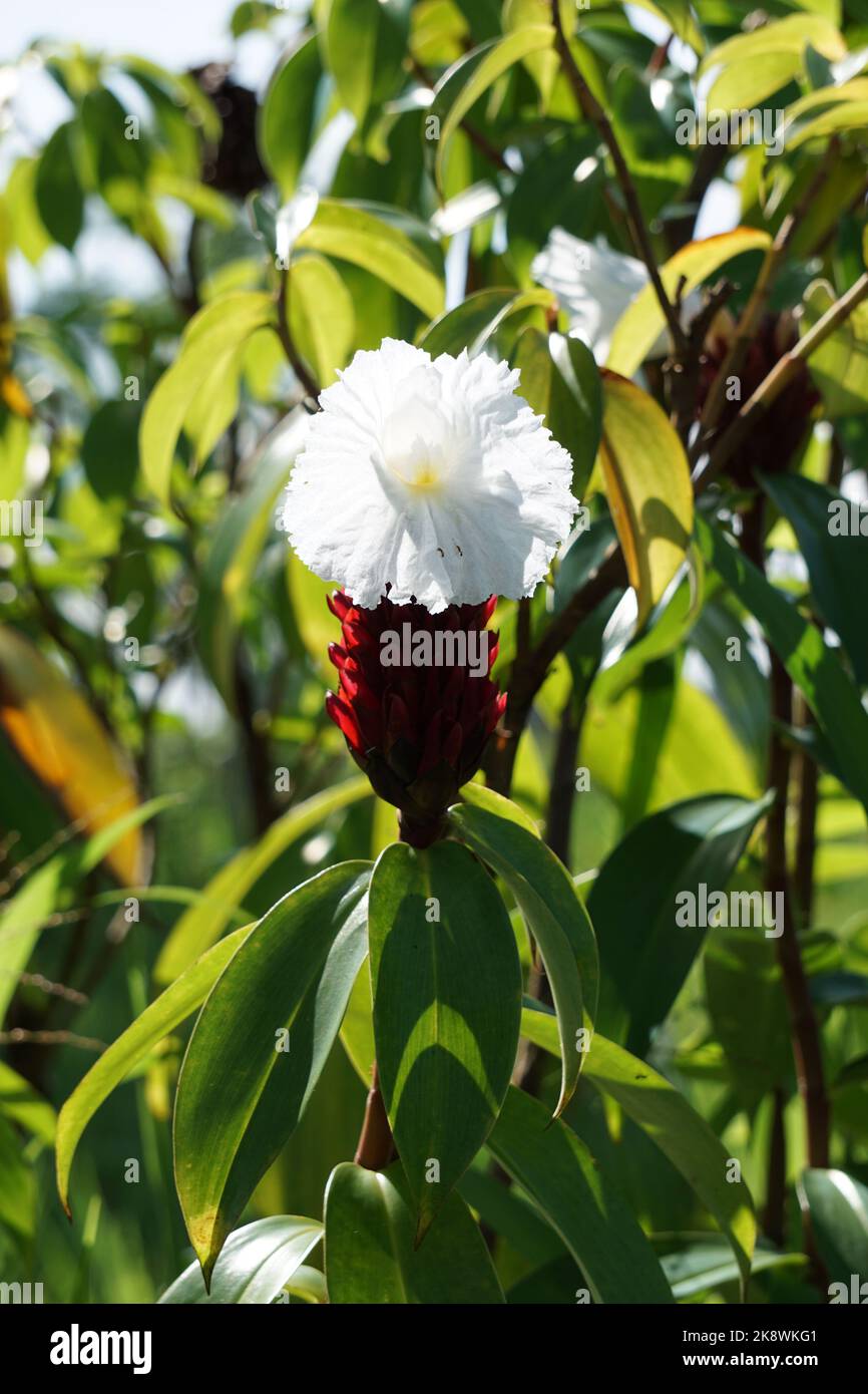 Cheilocostus speciosus (Also called crepe ginger, Costaceae, Hellenia ...