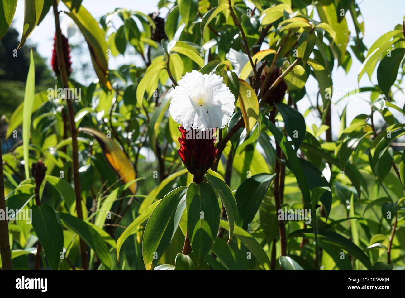 Cheilocostus speciosus (Also called crepe ginger, Costaceae, Hellenia ...