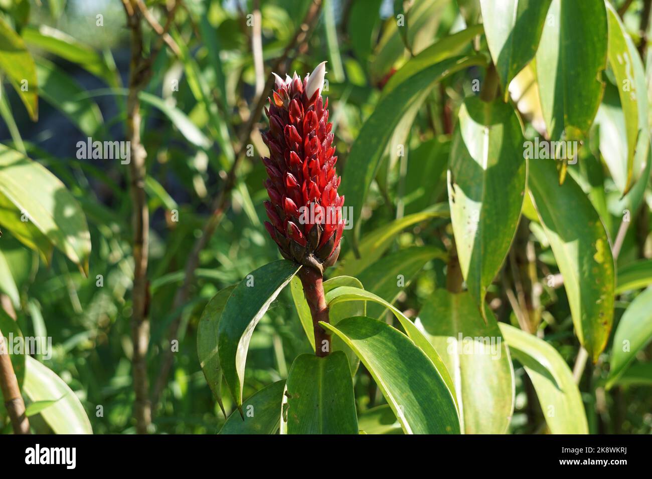 Cheilocostus speciosus (Also called crepe ginger, Costaceae, Hellenia ...