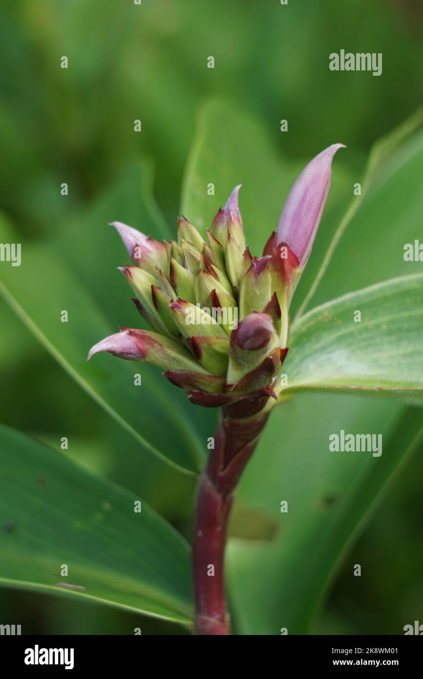 Cheilocostus speciosus (Also called crepe ginger, Costaceae, Hellenia ...
