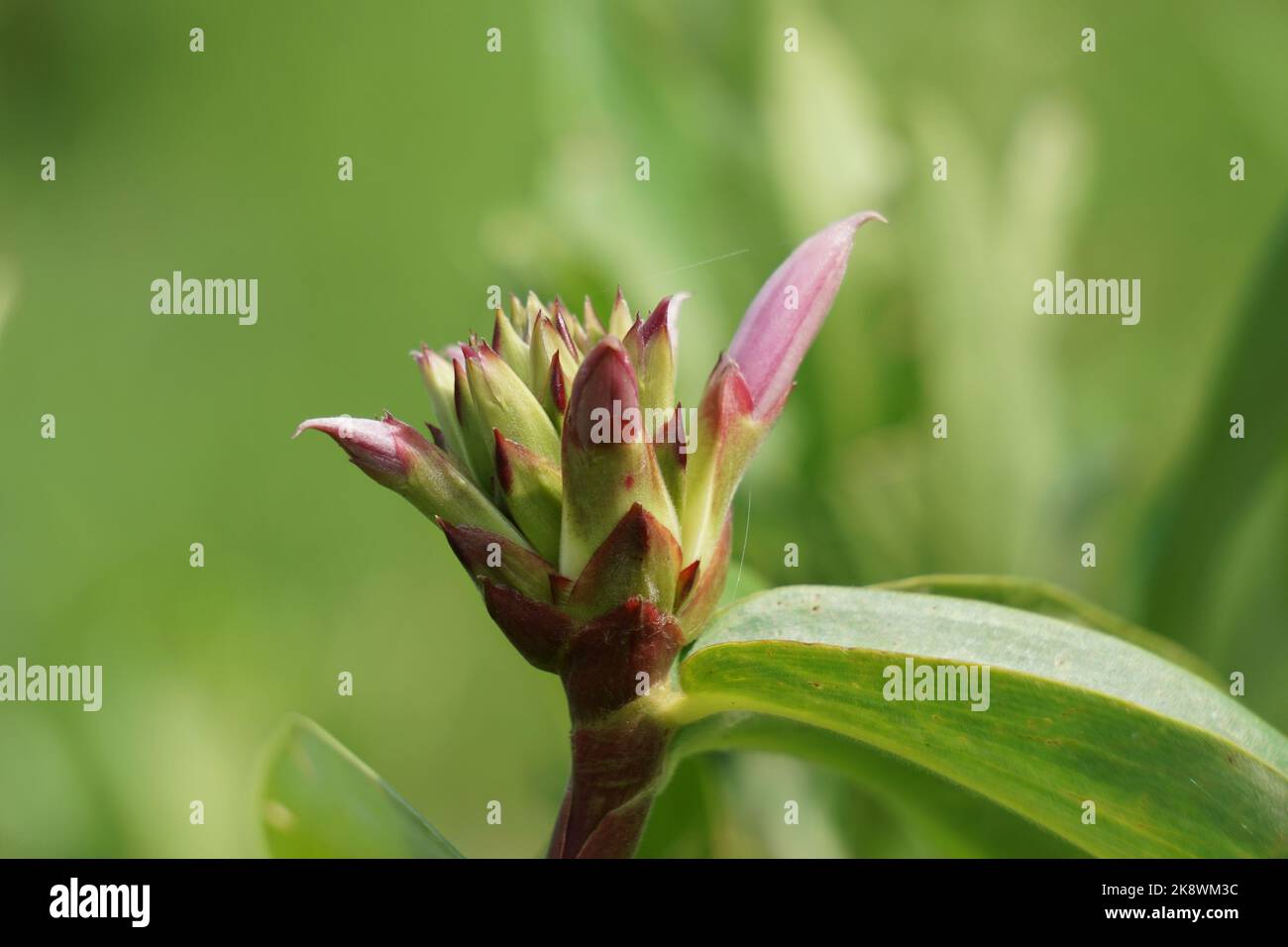 Cheilocostus speciosus (Also called crepe ginger, Costaceae, Hellenia ...