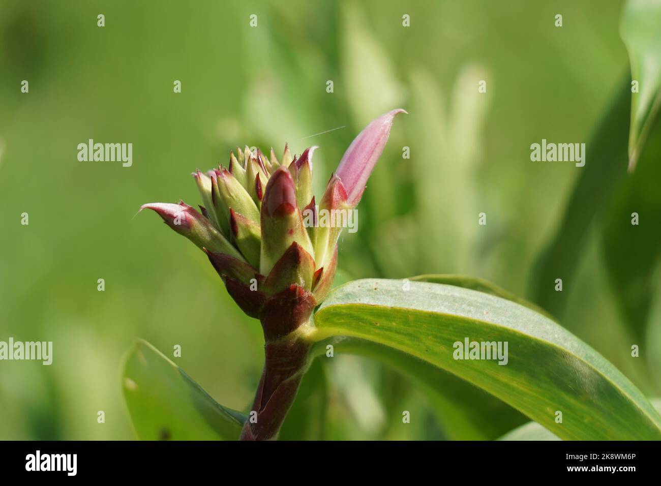 Cheilocostus speciosus (Also called crepe ginger, Costaceae, Hellenia ...