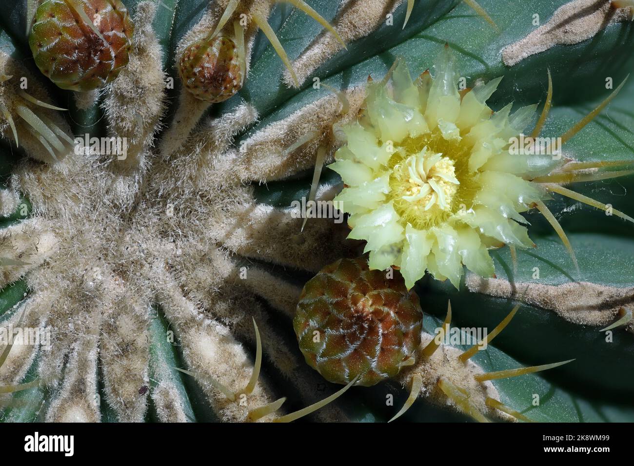 Blue barrel cactus hi-res stock photography and images - Alamy