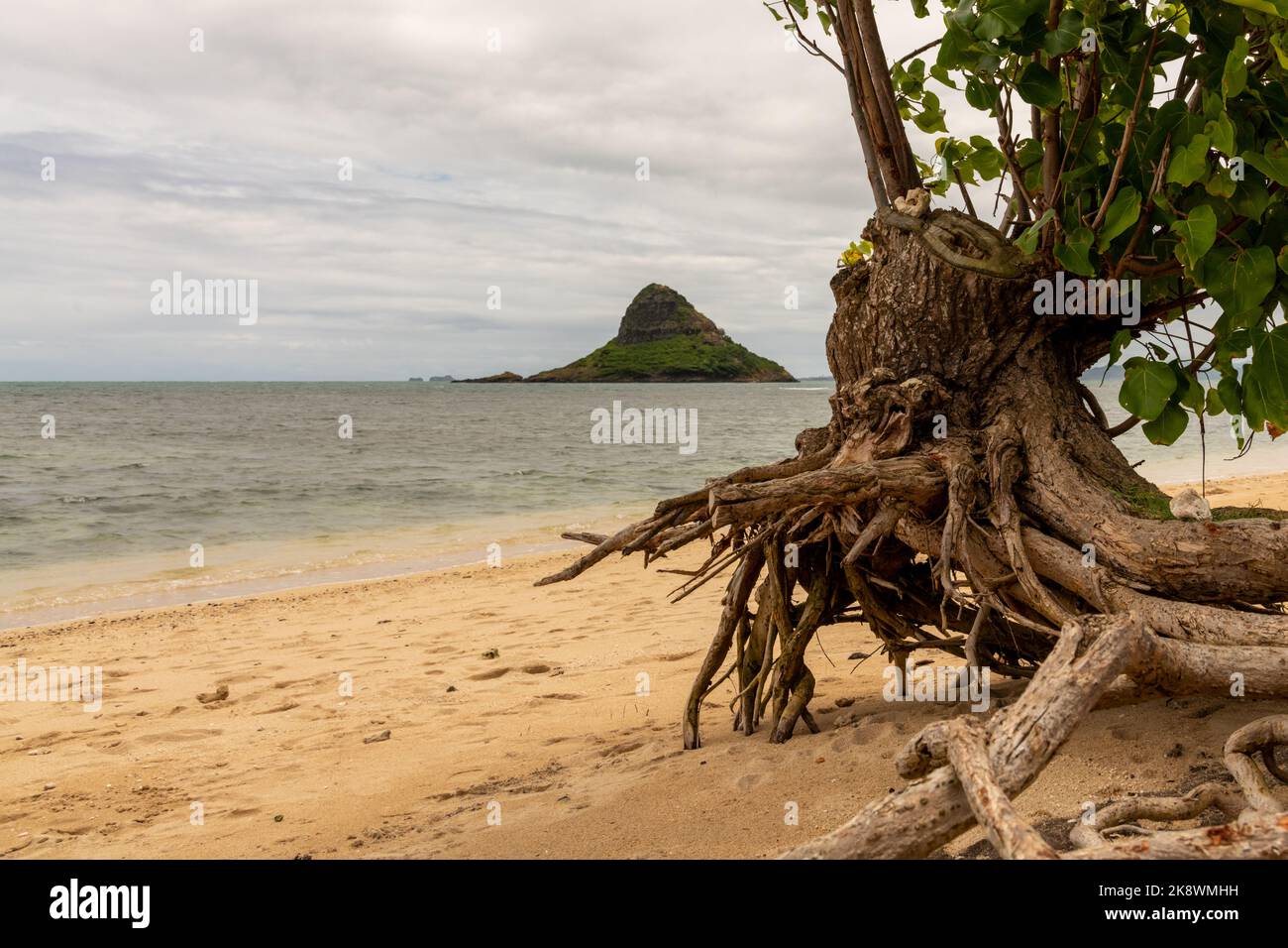 View of Mokoli'i Island on Oahu, Hawaii with native tree in foreground ...