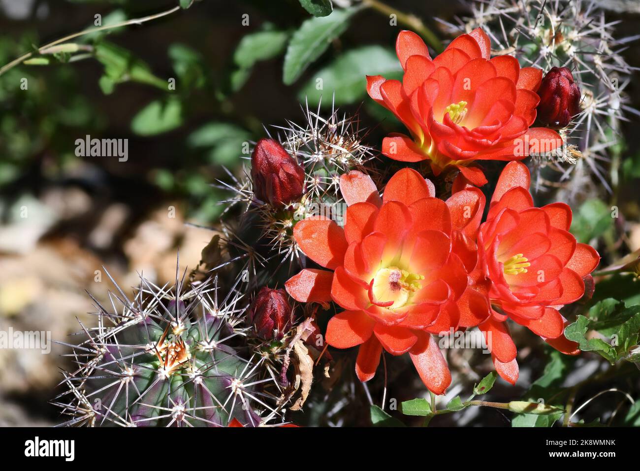 Red cactus flower usa utah hi-res stock photography and images - Alamy