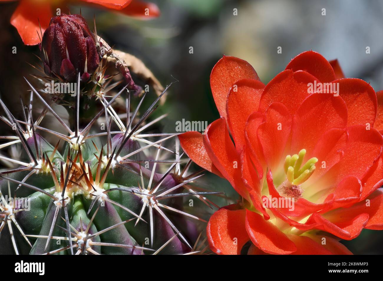 Small blooming mexican cactus hi-res stock photography and images - Alamy