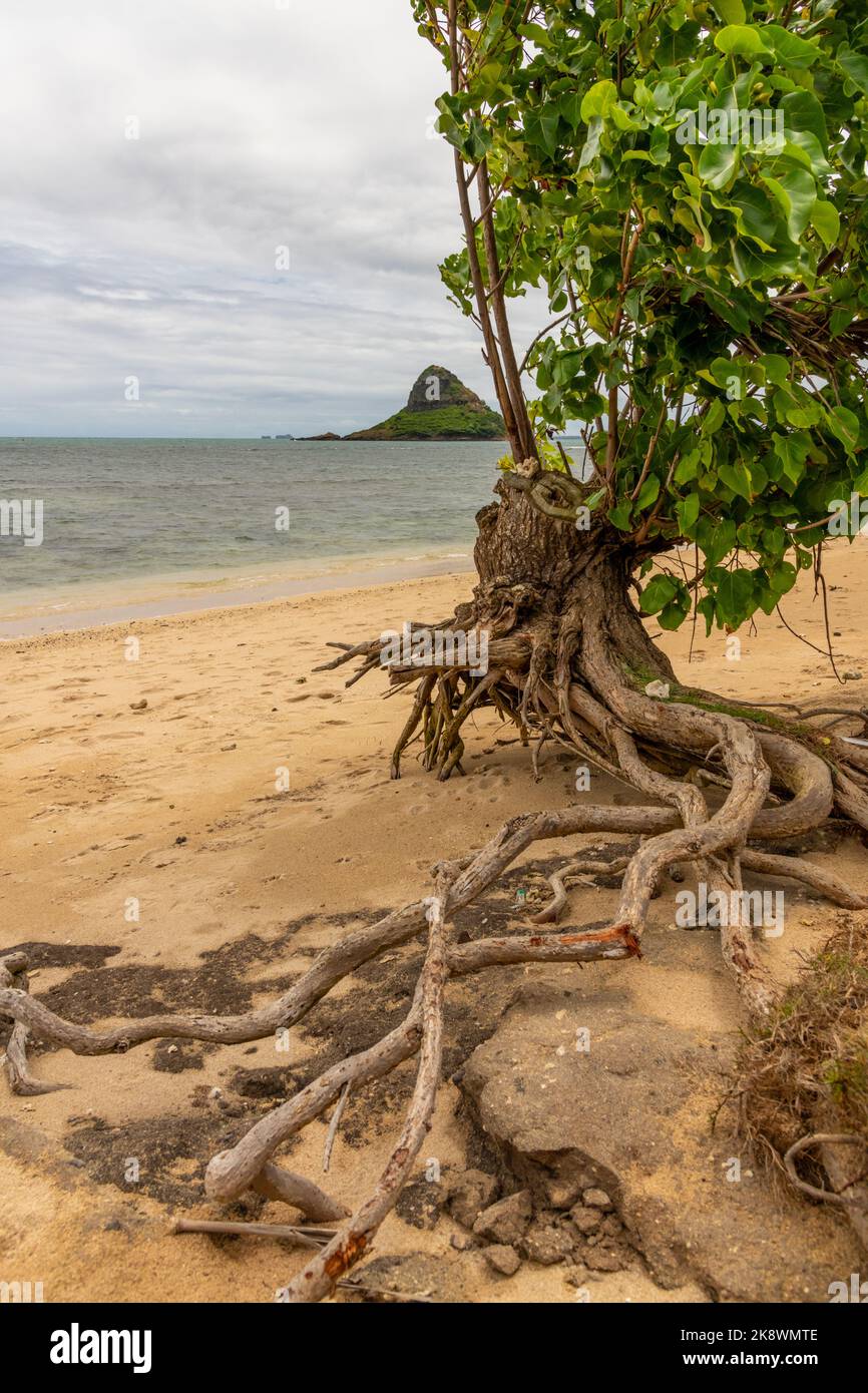 View of Mokoli'i Island on Oahu, Hawaii with native tree in foreground ...