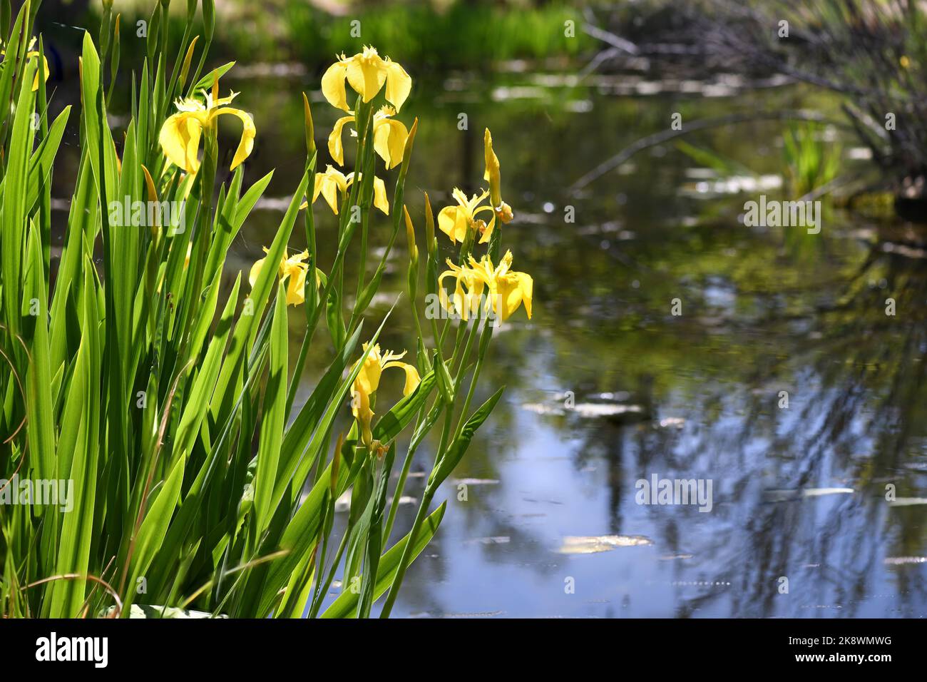 Yellow flag iris river hi-res stock photography and images - Alamy
