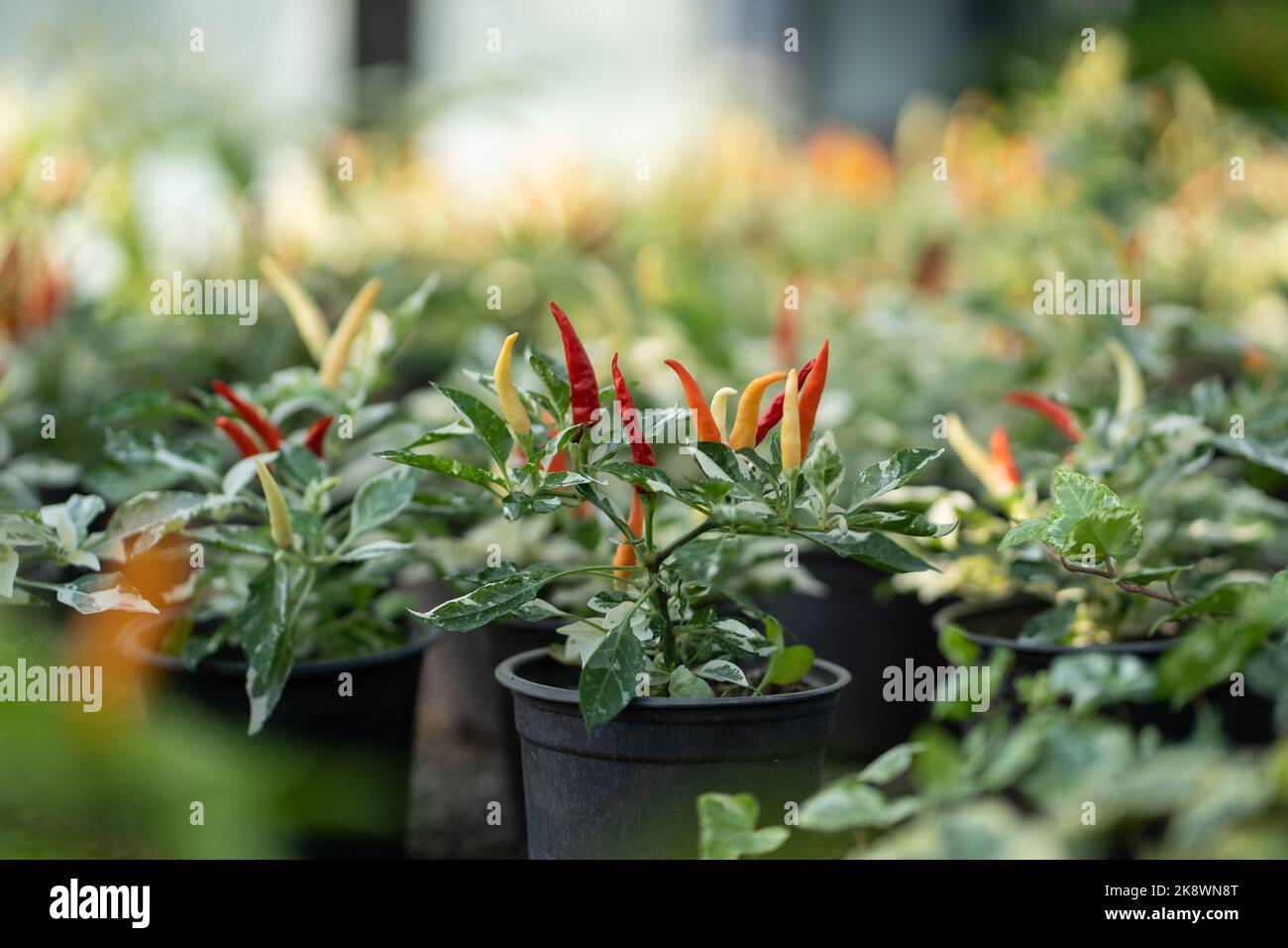 Growing hot peppers in black pots for further sale at farmer's market ...