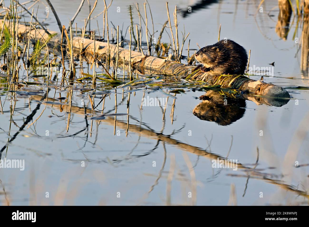 A wild Muskrat "Ondatra zibethicus", sitting on a log in a marshy area ...