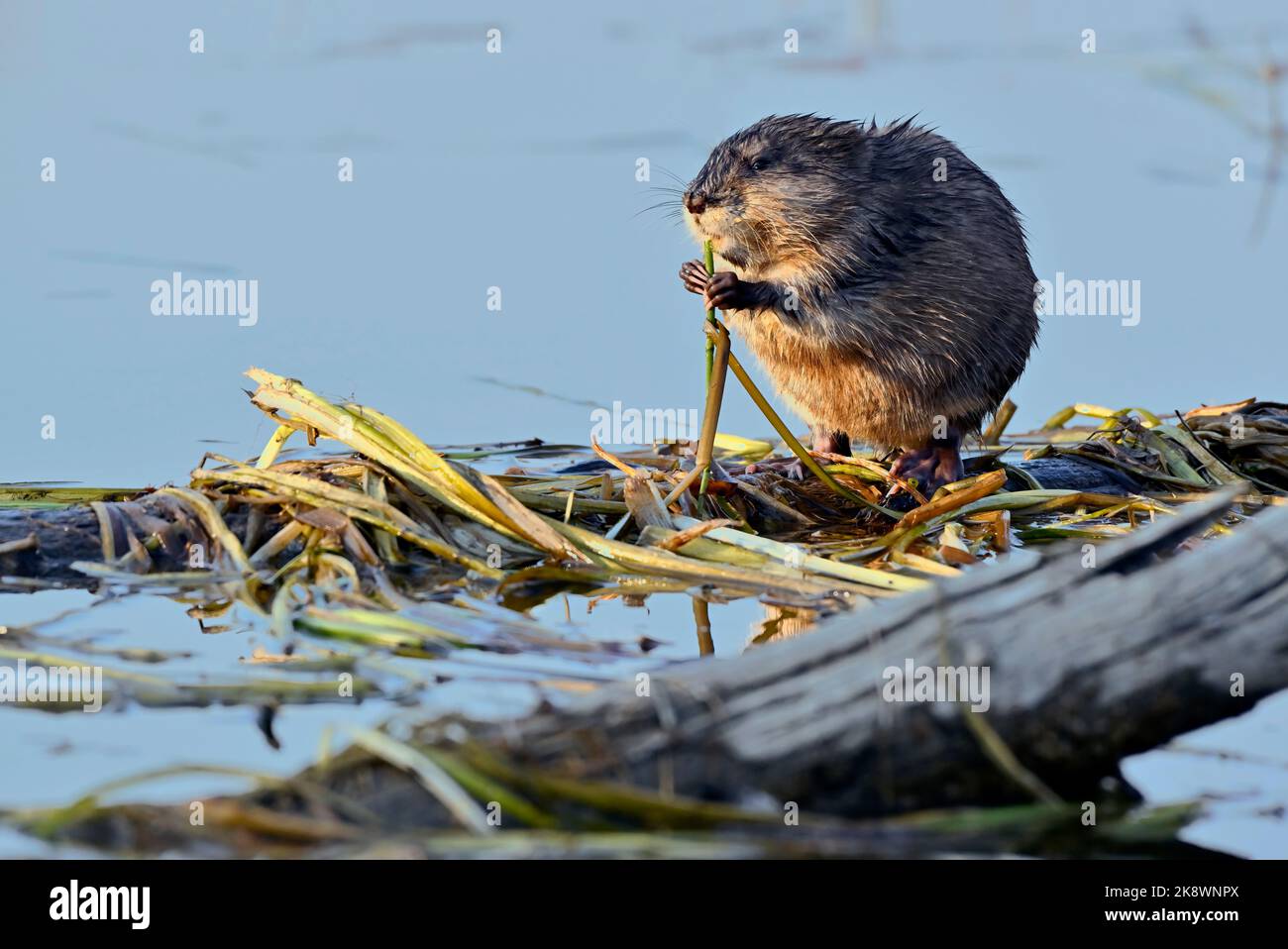 A wild Muskrat "Ondatra zibethicus", standing on hid rear legs on log ...