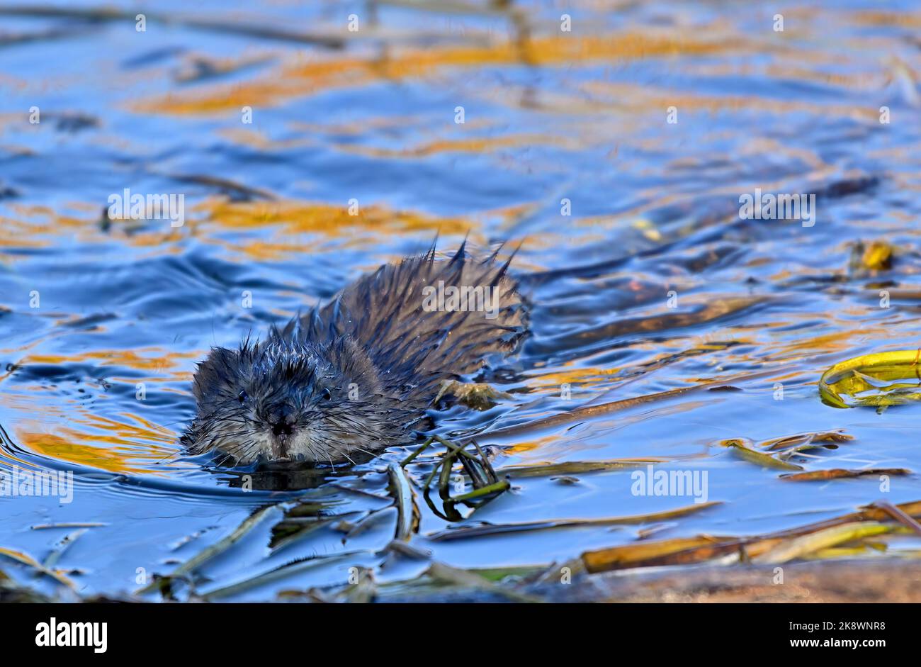 A young Muskrat "Ondatra zibethicus", swimming in a marshy area with ...