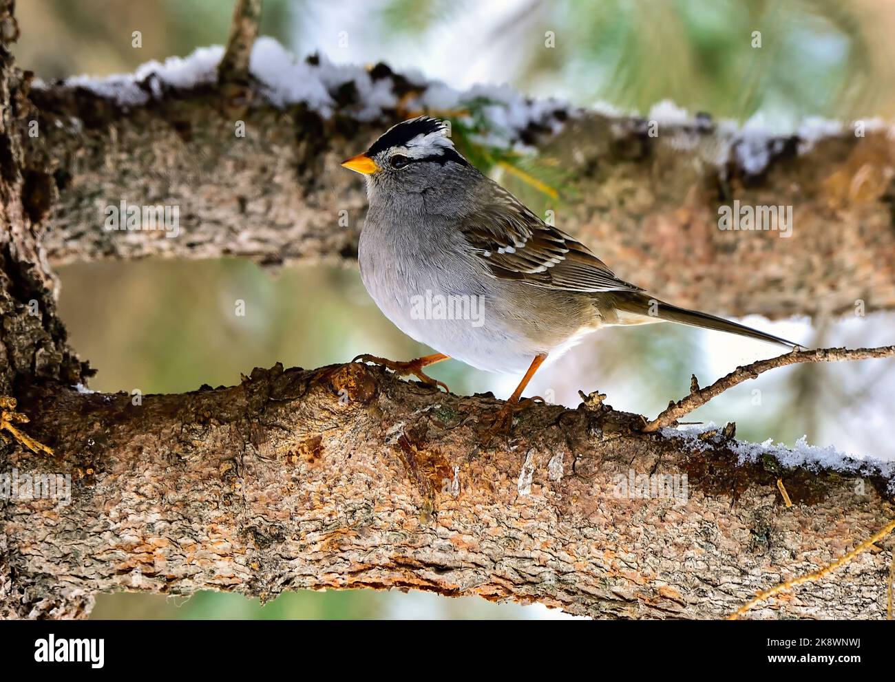 A White-crowned Sparrow "Zonotrichia leucophrys", looking from his ...