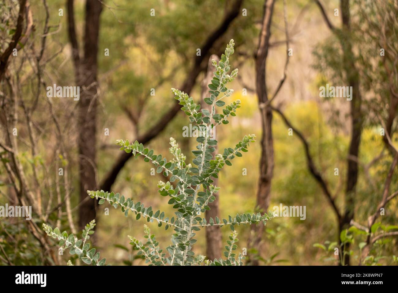 Rural, wilderness billabong, creek area of Queensland, Australia Stock ...