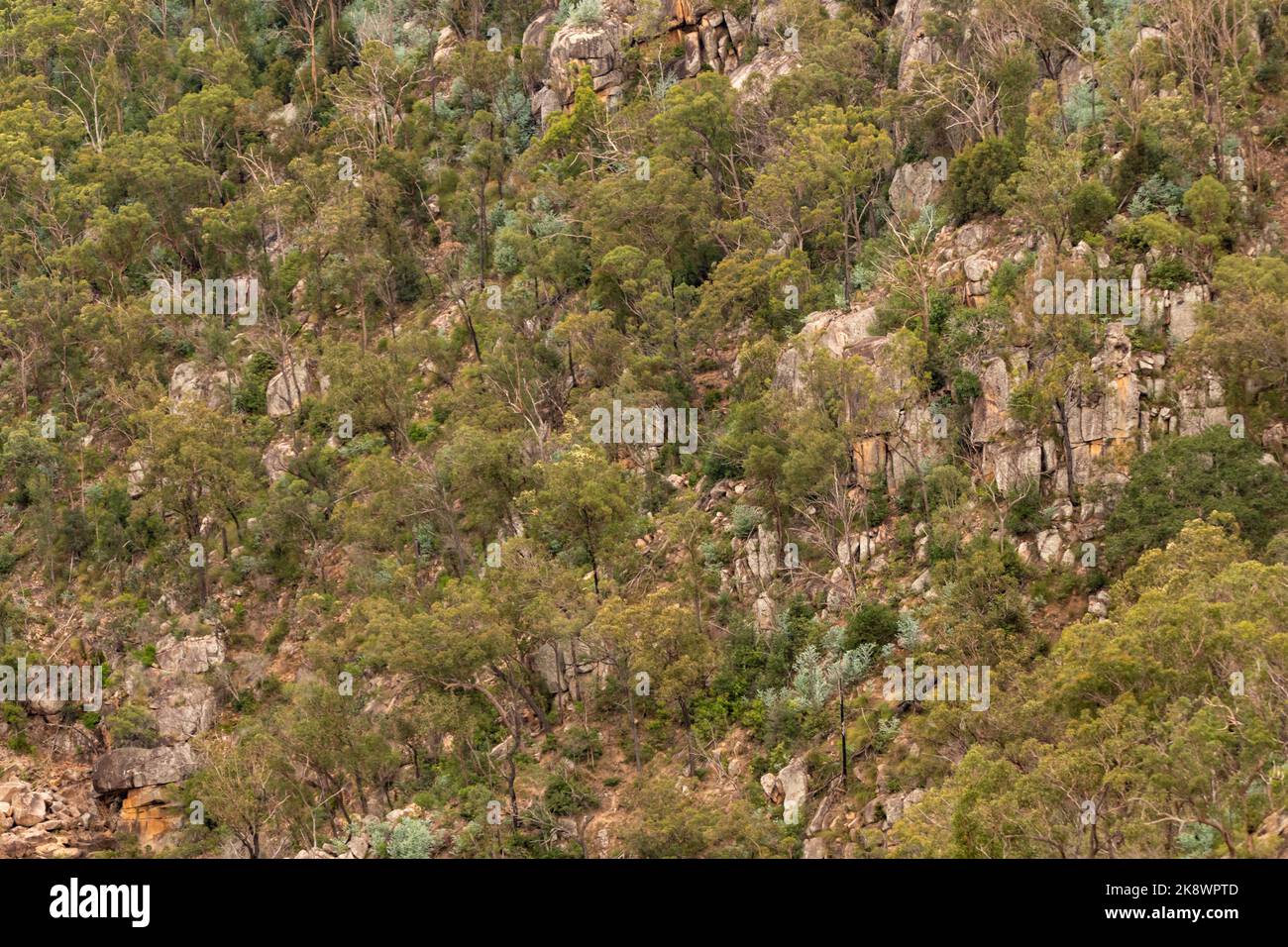 Rural, wilderness billabong, creek area of Queensland, Australia Stock ...