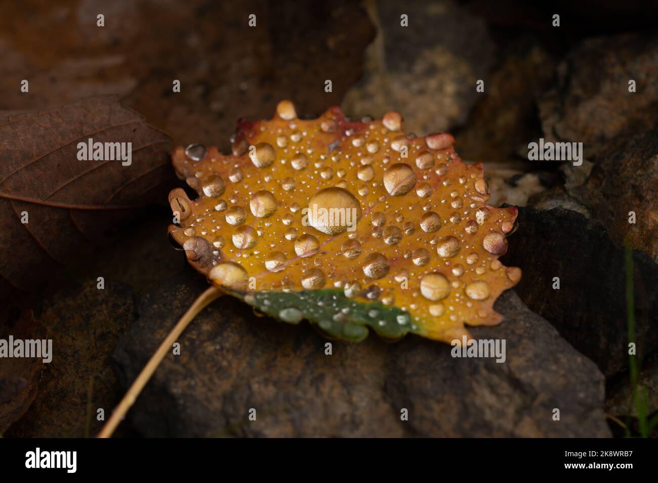 Rain tree water drop weather wet hi-res stock photography and images ...
