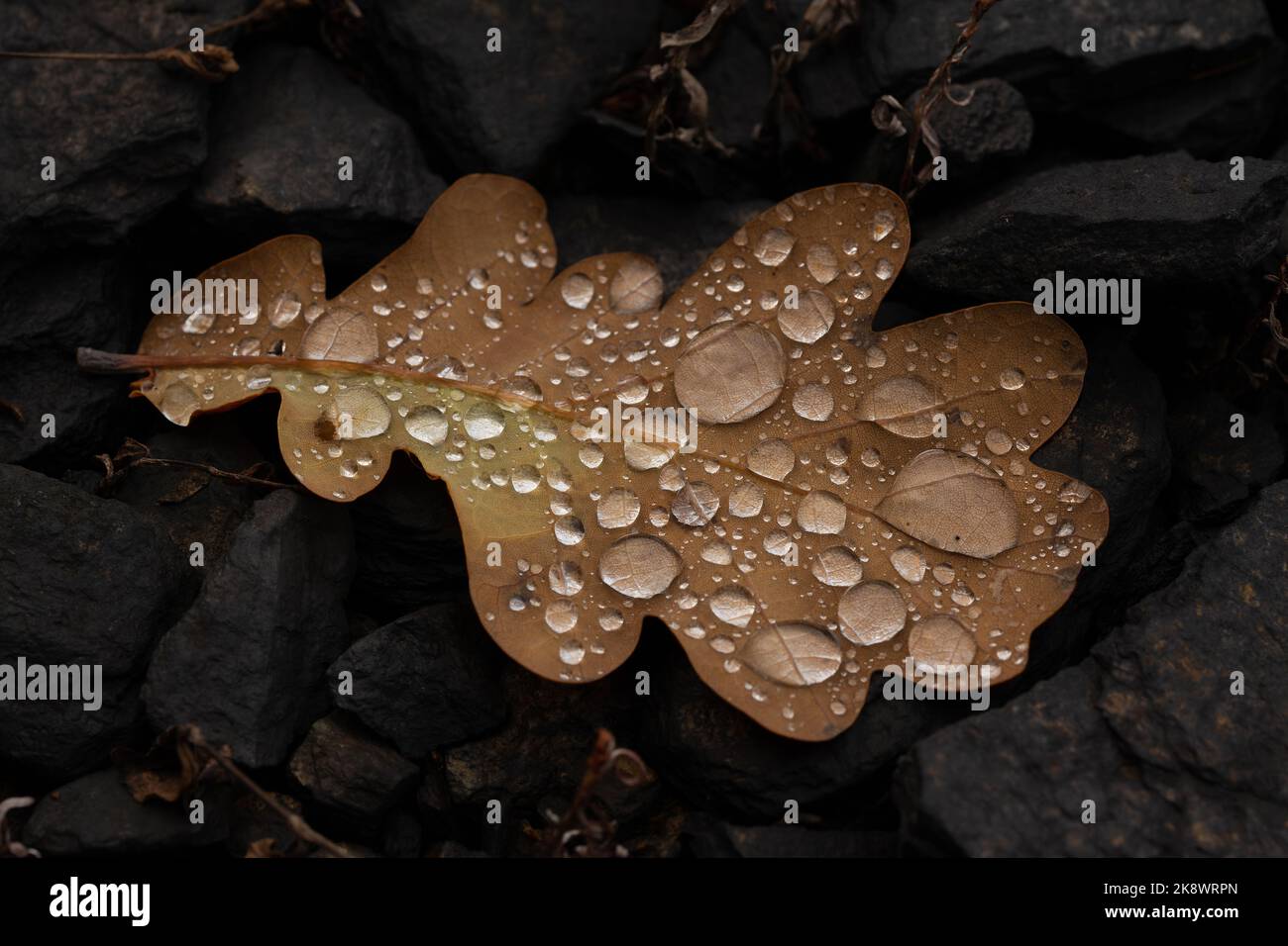Wet leaf in the rain hi-res stock photography and images - Alamy
