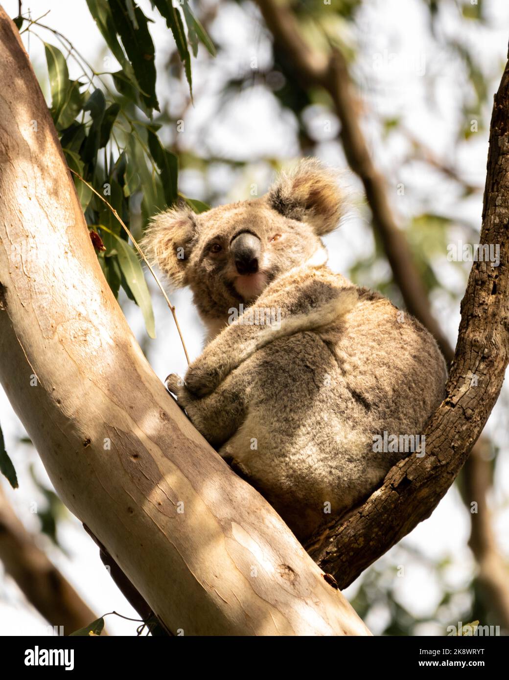 One wild Koala Bear (Phascolarctos cinereus) seen in Byron Bay, New ...