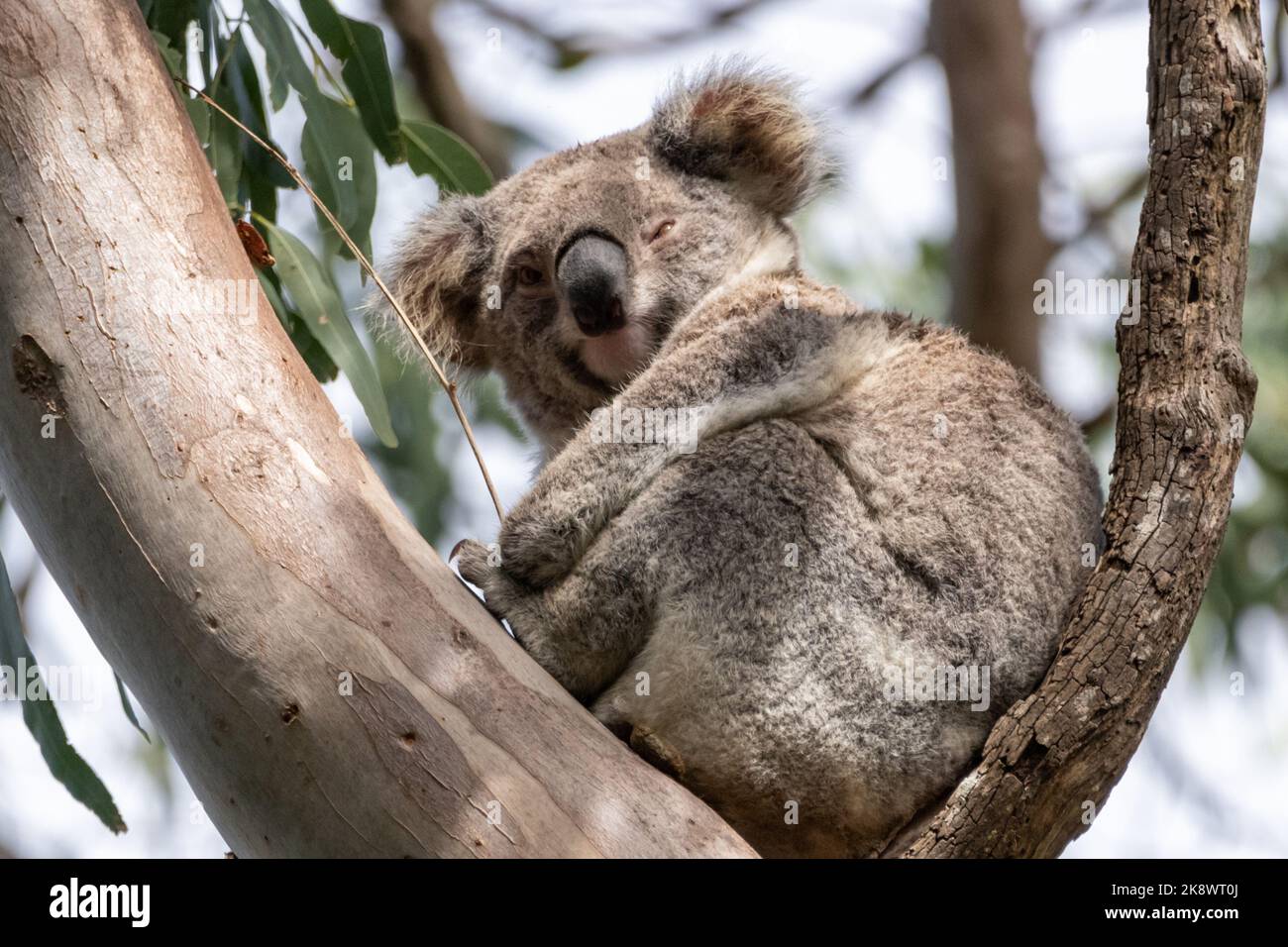 One wild Koala Bear (Phascolarctos cinereus) seen in Byron Bay, New ...