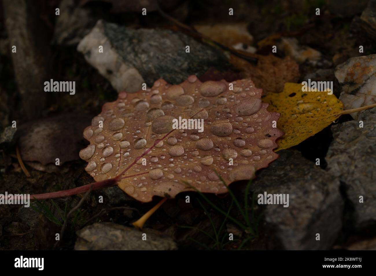 rain drops on colorful leaf in fall from rainy weather Stock Photo - Alamy