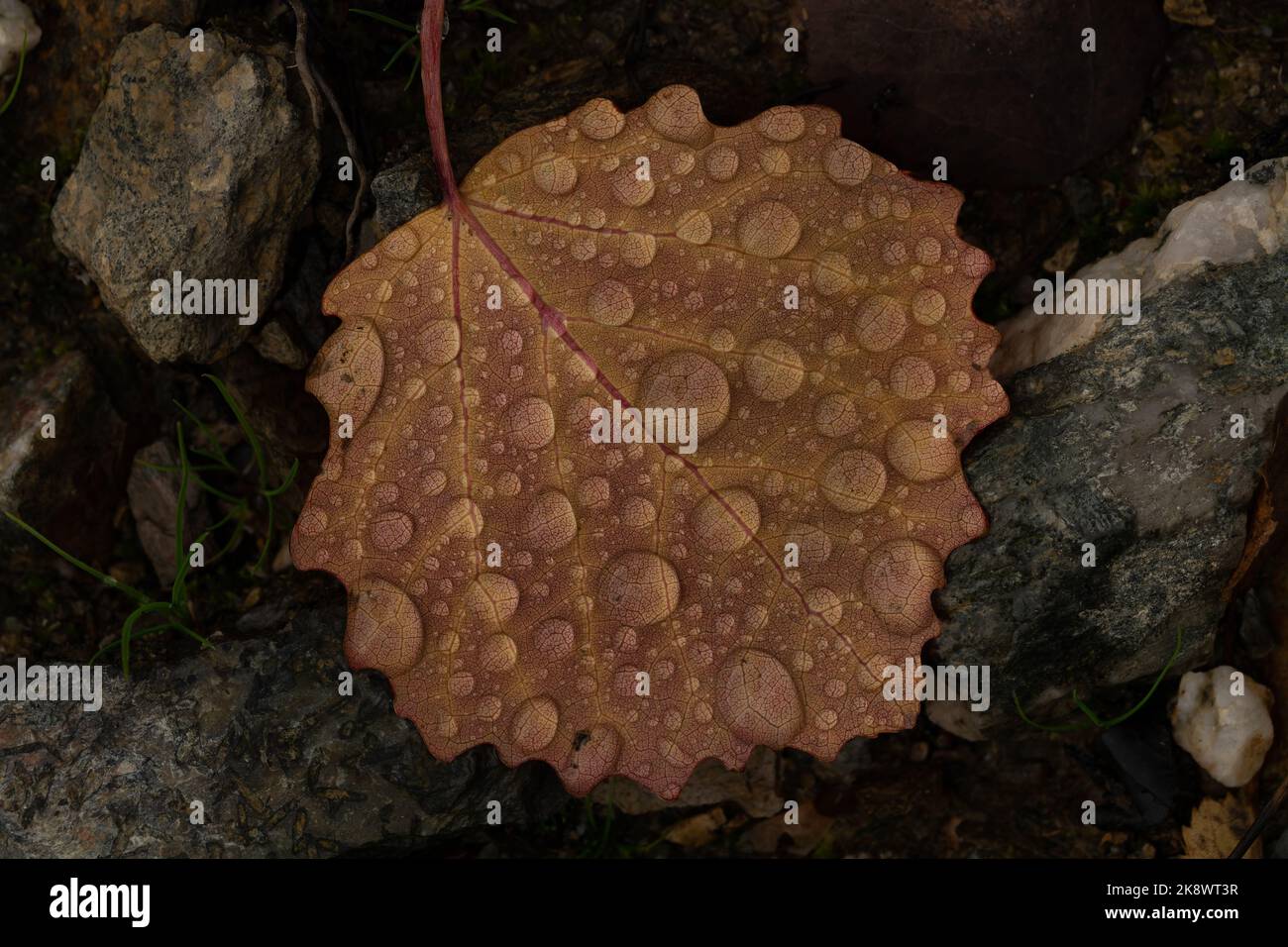 rain drops on colorful leaf in fall from rainy weather Stock Photo - Alamy