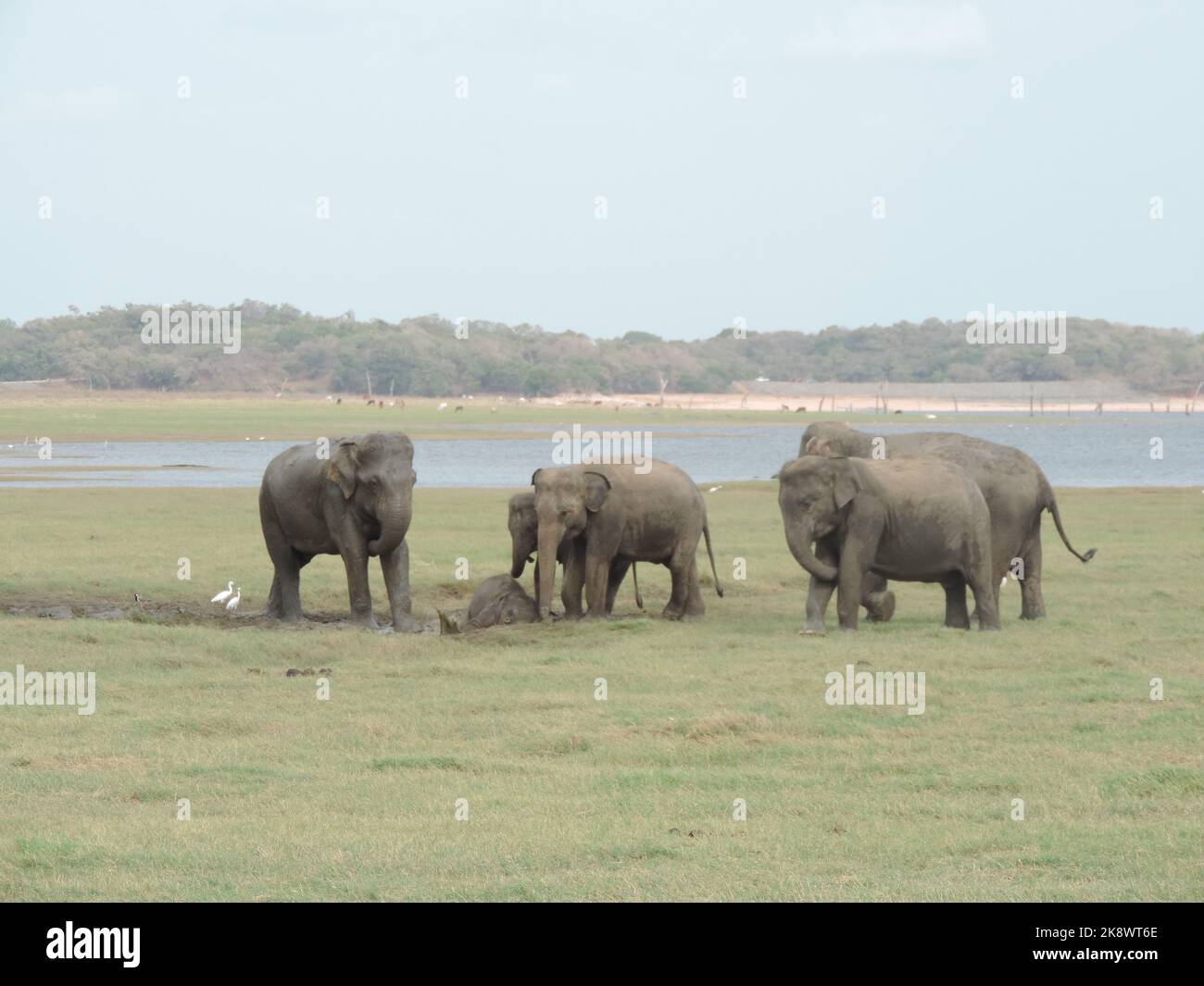 Sri lankan tusker hi-res stock photography and images - Alamy