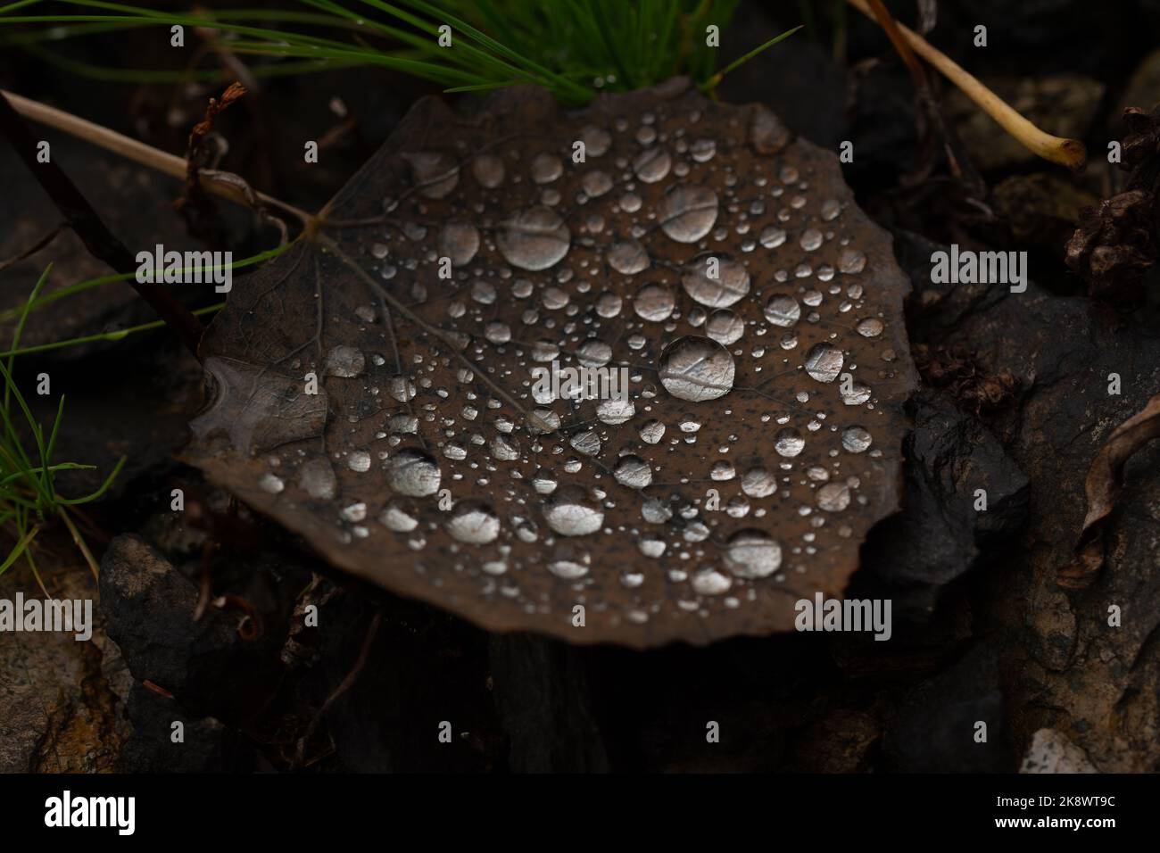 Rain tree water drop weather wet hi-res stock photography and images ...