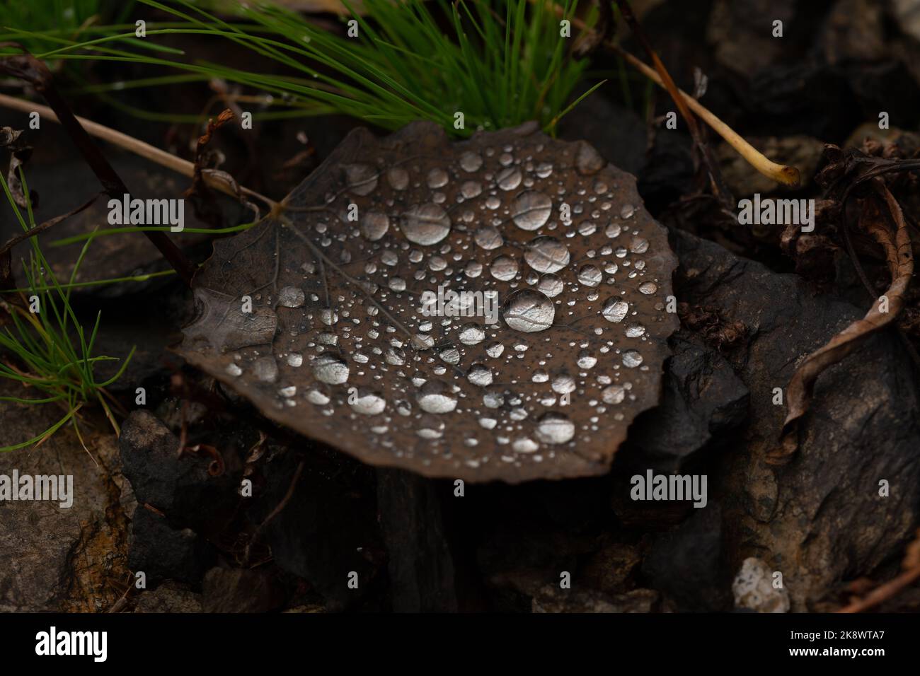 rain drops on colorful leaf in fall from rainy weather Stock Photo - Alamy