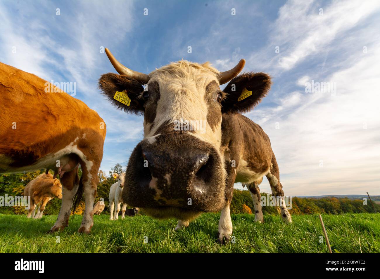 funny cute cow on a farm looking curious in camera Stock Photo - Alamy