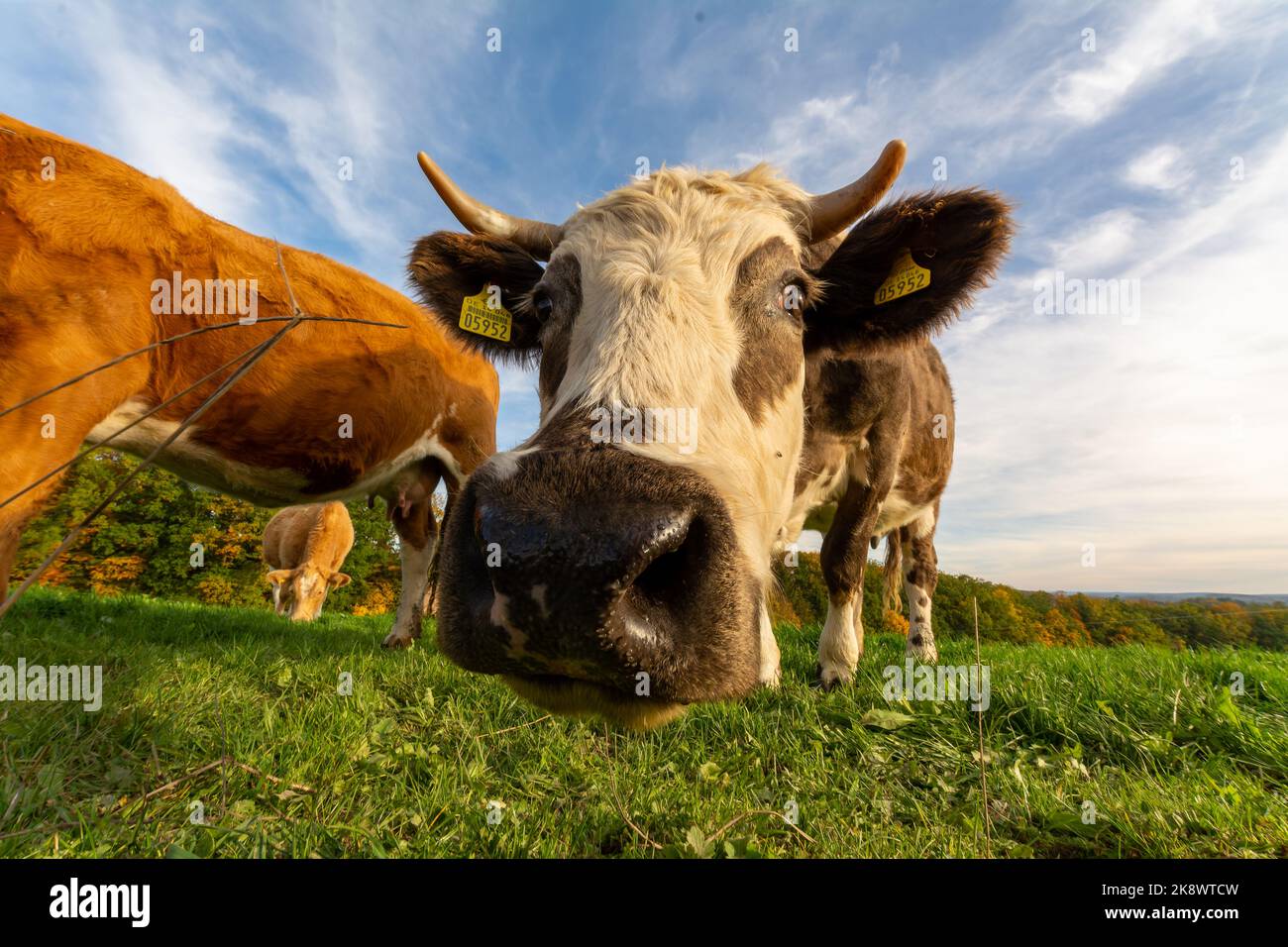 funny cute cow on a farm looking curious in camera Stock Photo - Alamy