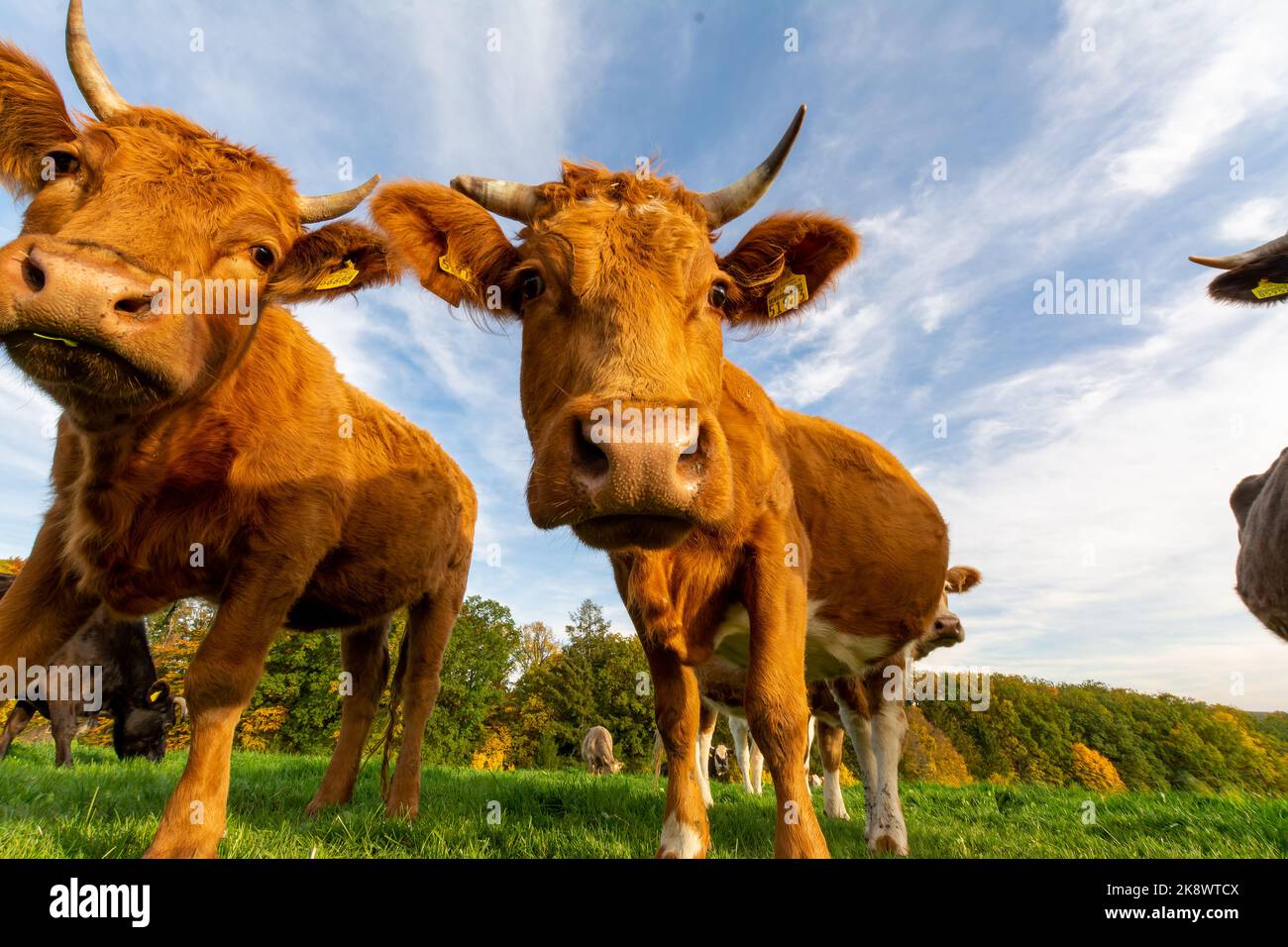 funny cute cow on a farm looking curious in camera Stock Photo - Alamy
