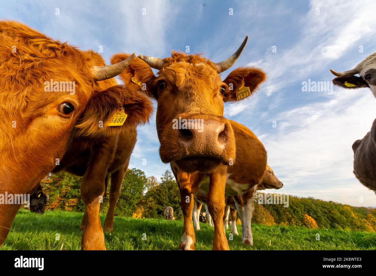 funny cute cow on a farm looking curious in camera Stock Photo - Alamy