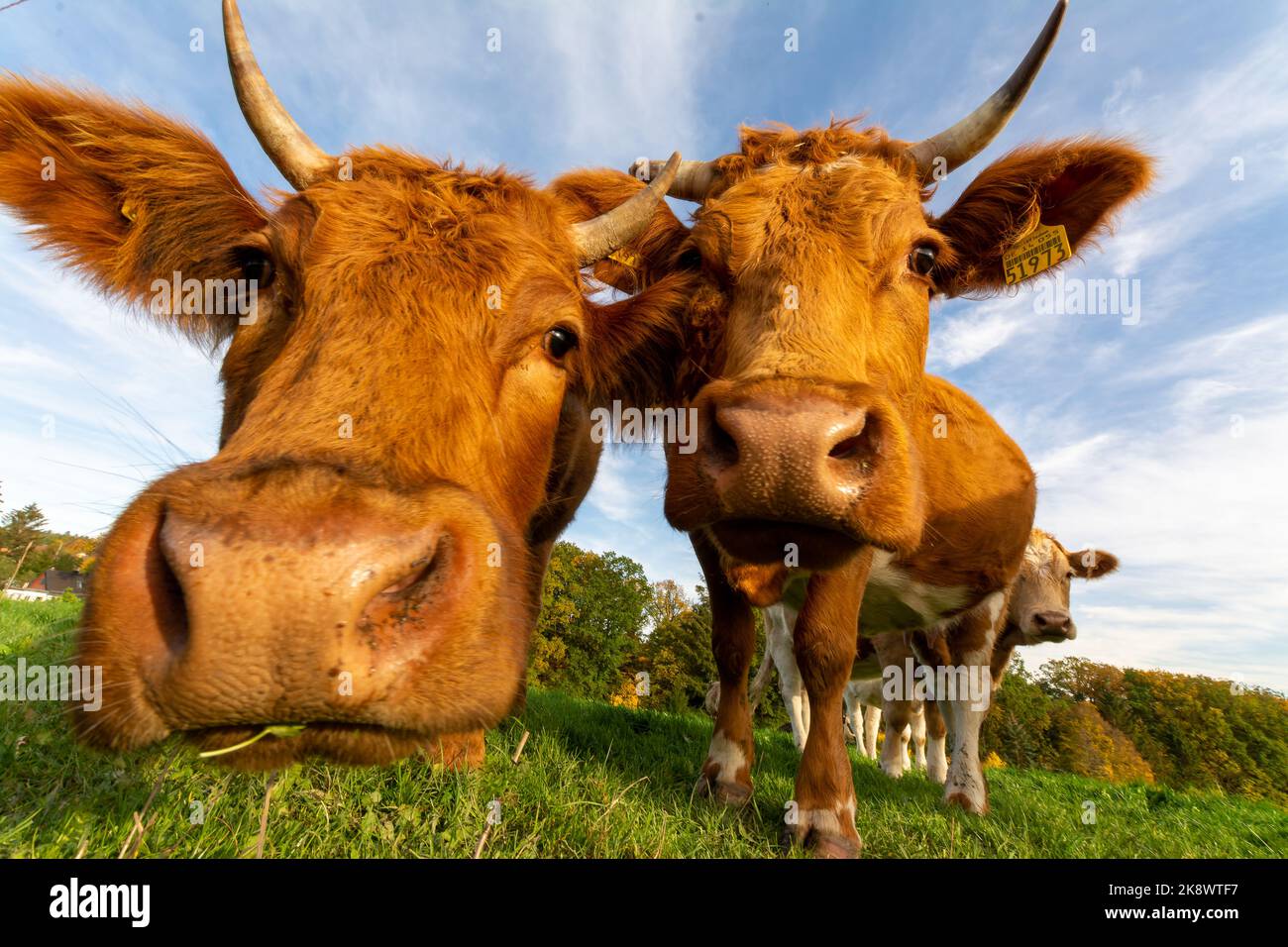 funny cute cow on a farm looking curious in camera Stock Photo - Alamy